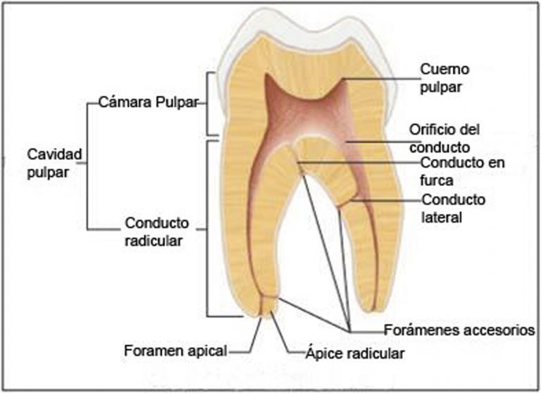 Posterior Care to Root Canal Treatments: How's It Works